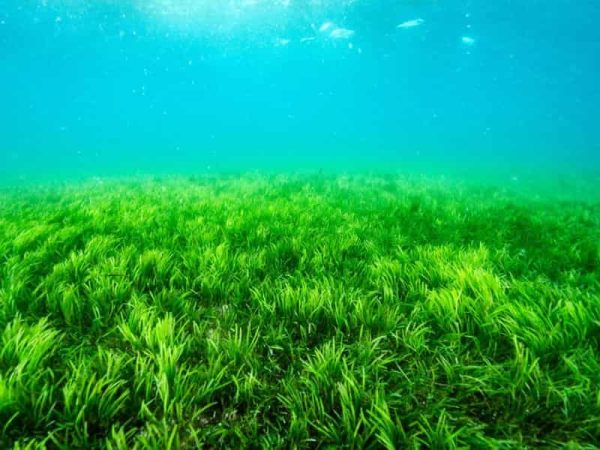 The importance of the plankton in the ocean - Los Gigantes - Tenerife ...